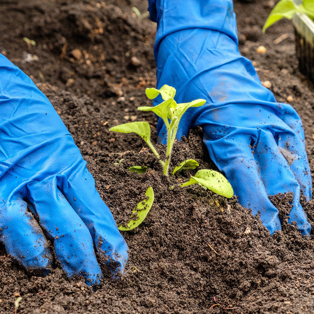 Reforestation Efforts in Canada